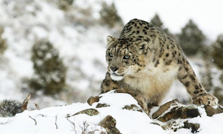 AI: How Can We Conserve Endangered Snow Leopards Using Artificial ...